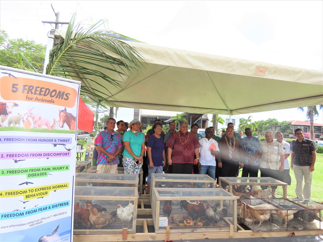 "Fafaga ni au oe lava moa Samoa e taofia ai le ola faalagolago i moa ...